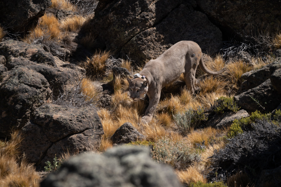 El puma en Patagonia: guardián del ecosistema - El Rompehielos