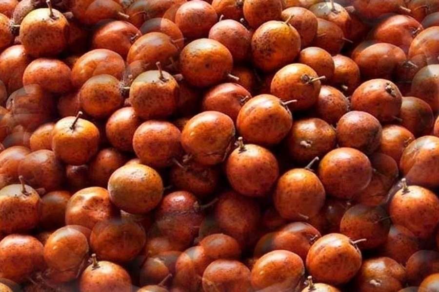 Arrope de chañar: el dulce ancestral que preserva identidad y medicina ...