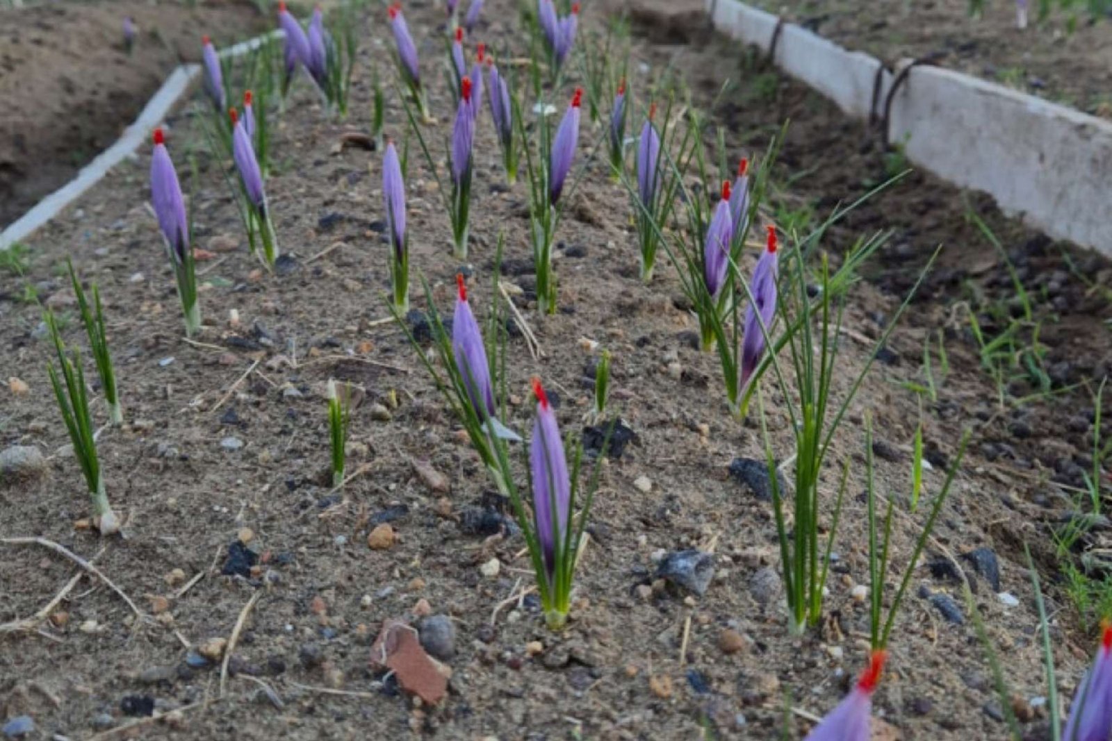 En Caleta Olivia crece un ensayo inédito con azafrán - El Rompehielos
