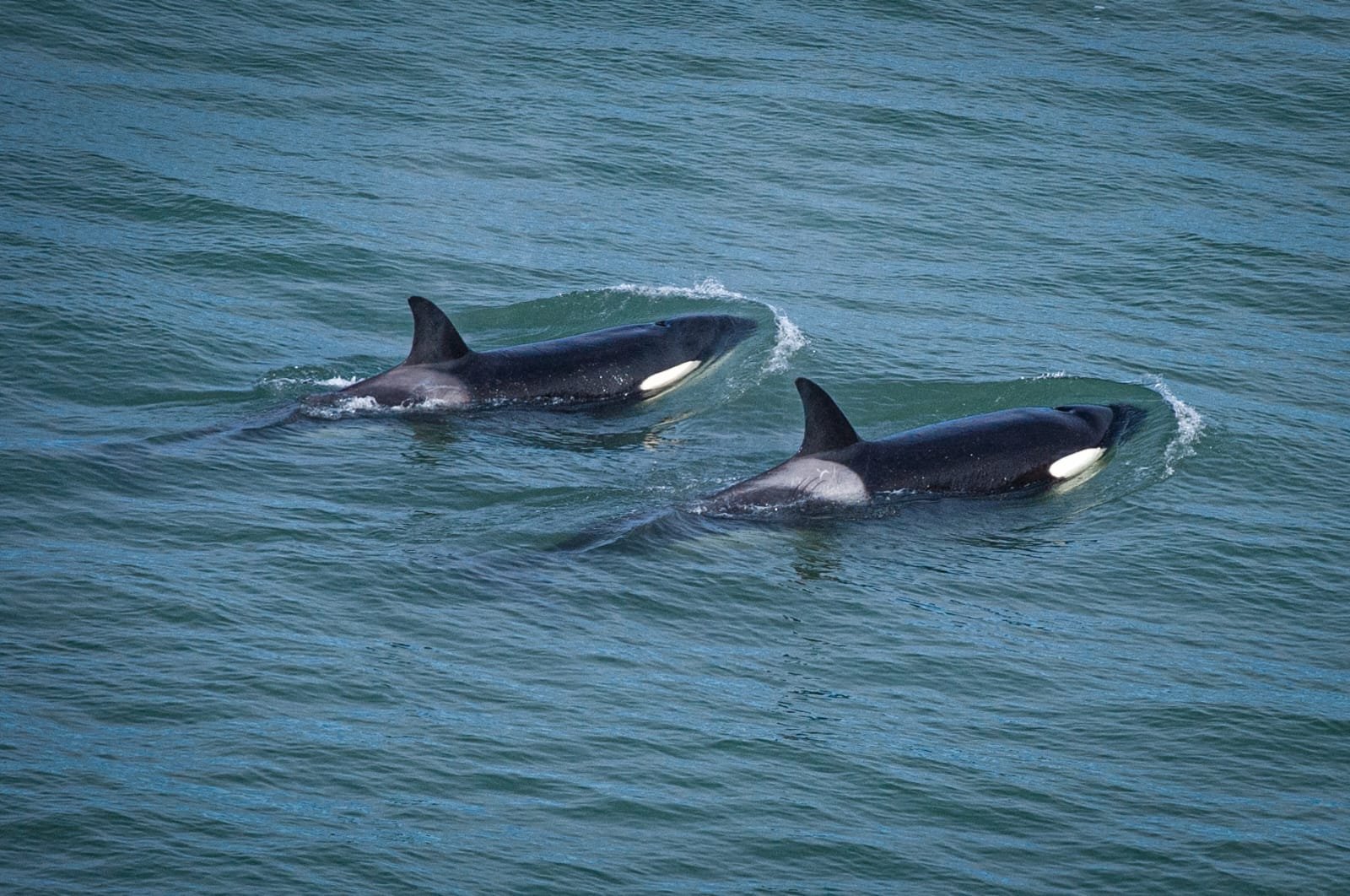 “Orcas Patagonia Norte”: una muestra fotográfica que revela las ...
