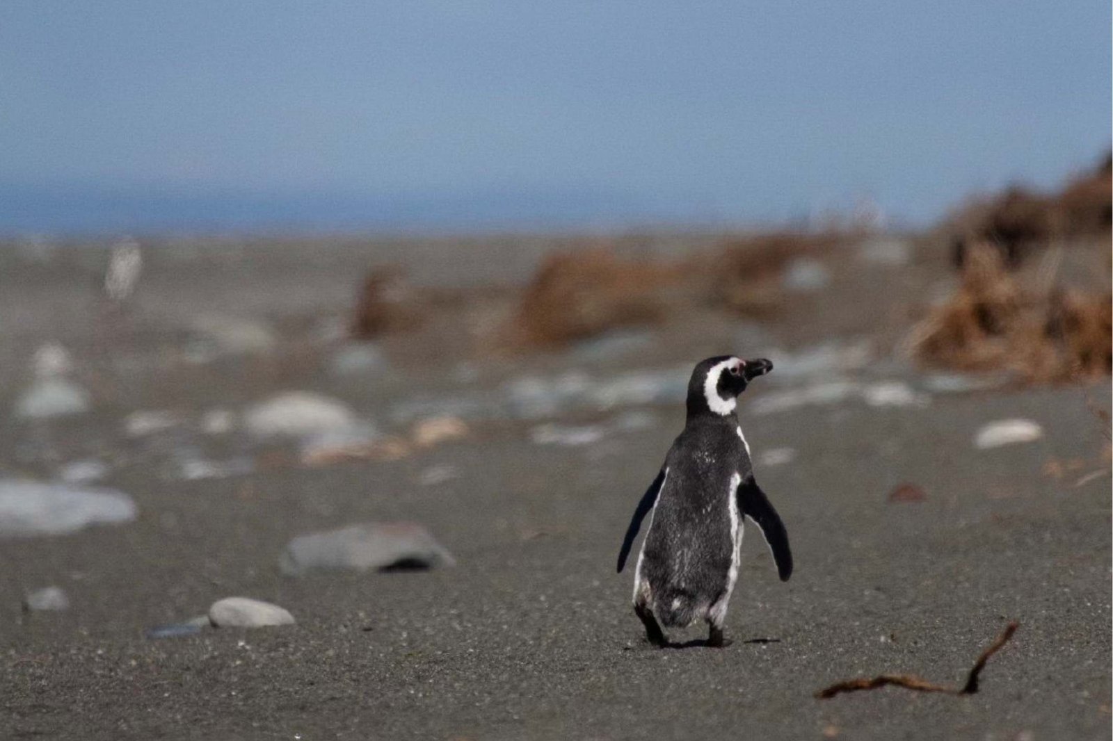 Santa Cruz rastrea a los pingüinos de Magallanes para conocer sus rutas ...
